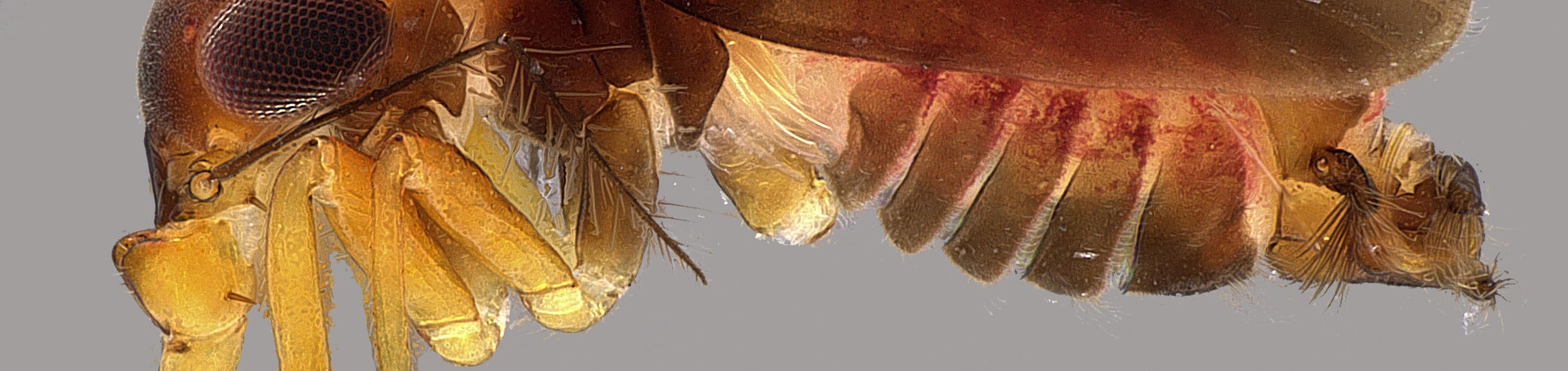 Dipsocoromorpha | Heteropteran Systematics Lab